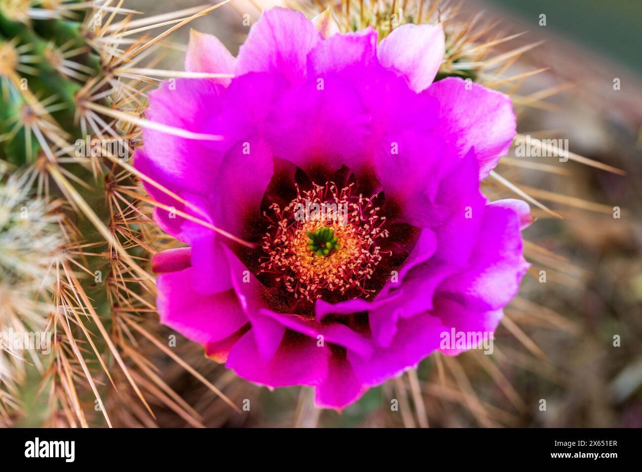 Pink Flower on Lace Hedgehog Cactus Closeup. Bright pink cactus flower ...
