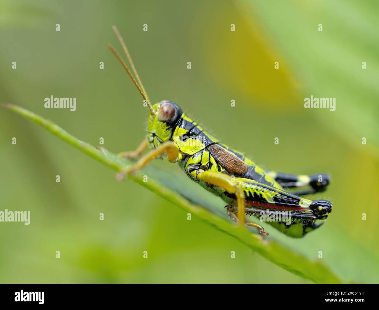 Alpine Gebirgsschrecke, Alpine-Gebirgsschrecke, (Miramella alpina ...
