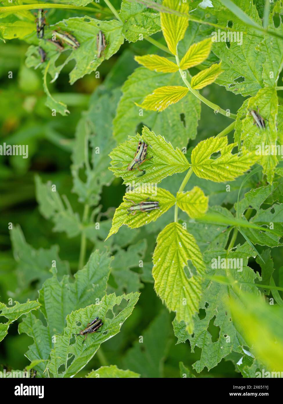 Alpine Gebirgsschrecke, Alpine-Gebirgsschrecke, (Miramella alpina ...
