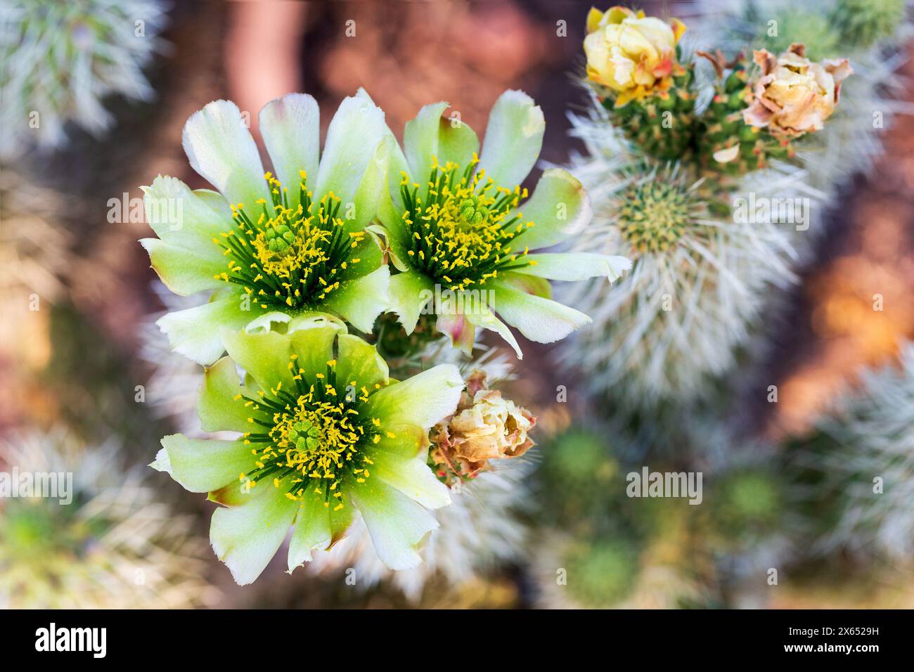 Teddy Bear Cholla Cactus Flowers in Bloom Closeup. Macro of cholla ...