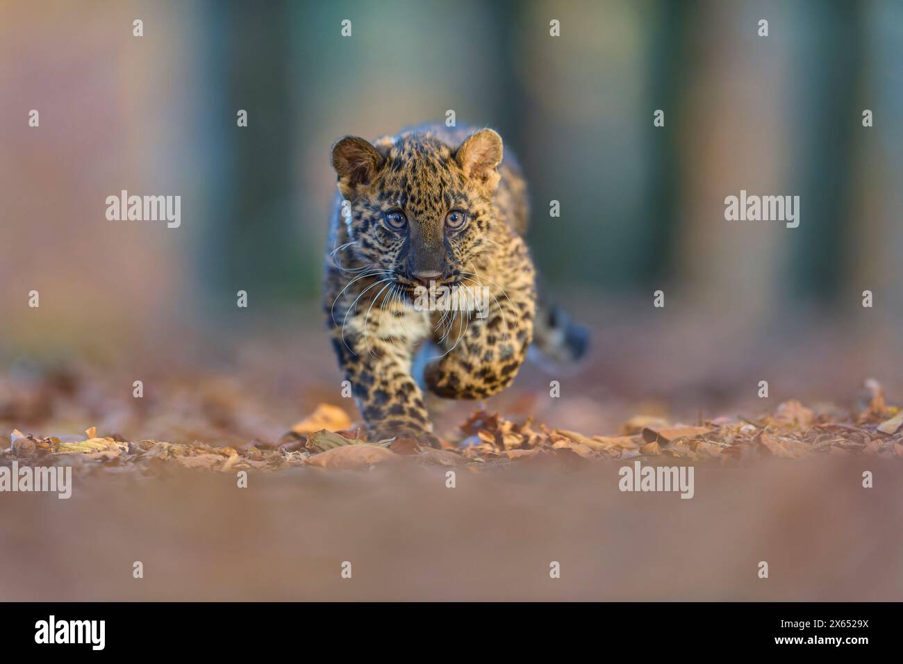 Indian leopard (Panthera pardus fusca), young animal running in forest ...