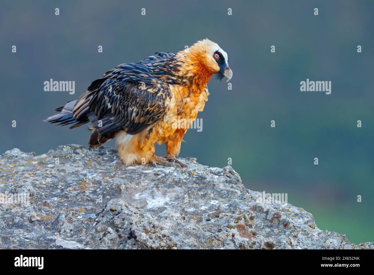 Bartgeier, Lämmergeier, (Gypaetus barbatus), Gypaetus barbatus ...