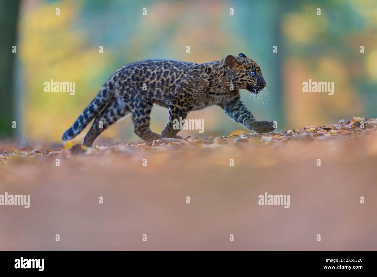 Indian leopard (Panthera pardus fusca), young animal running in forest ...