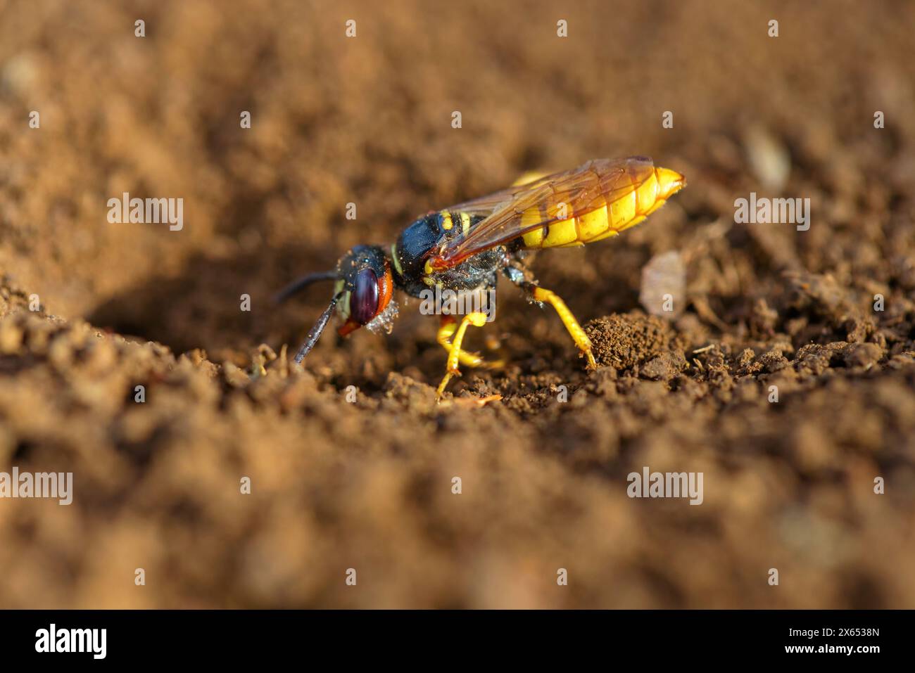 Bienenwolf,(Philanthus triangulum), Wespe, Grabwespe Stock Photo - Alamy