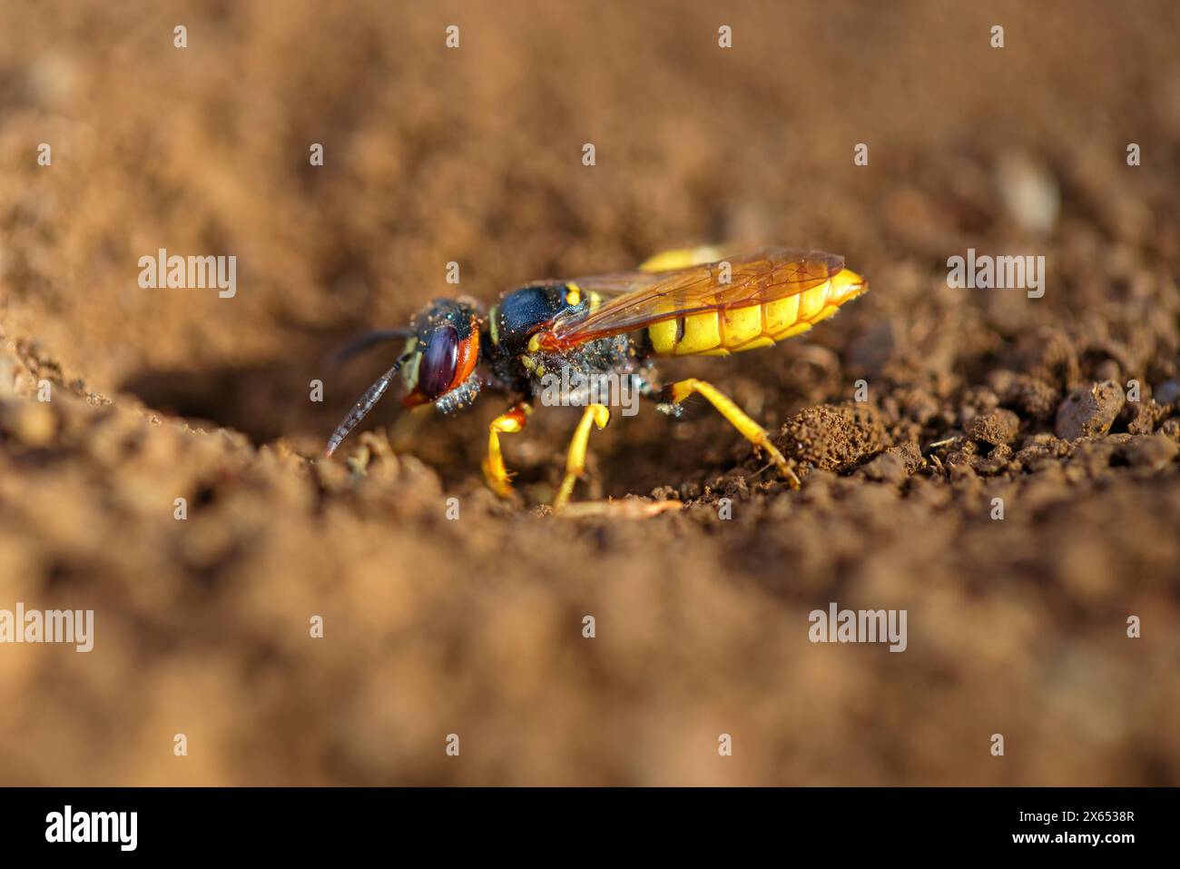 Bienenwolf,(Philanthus triangulum), Wespe, Grabwespe Stock Photo - Alamy