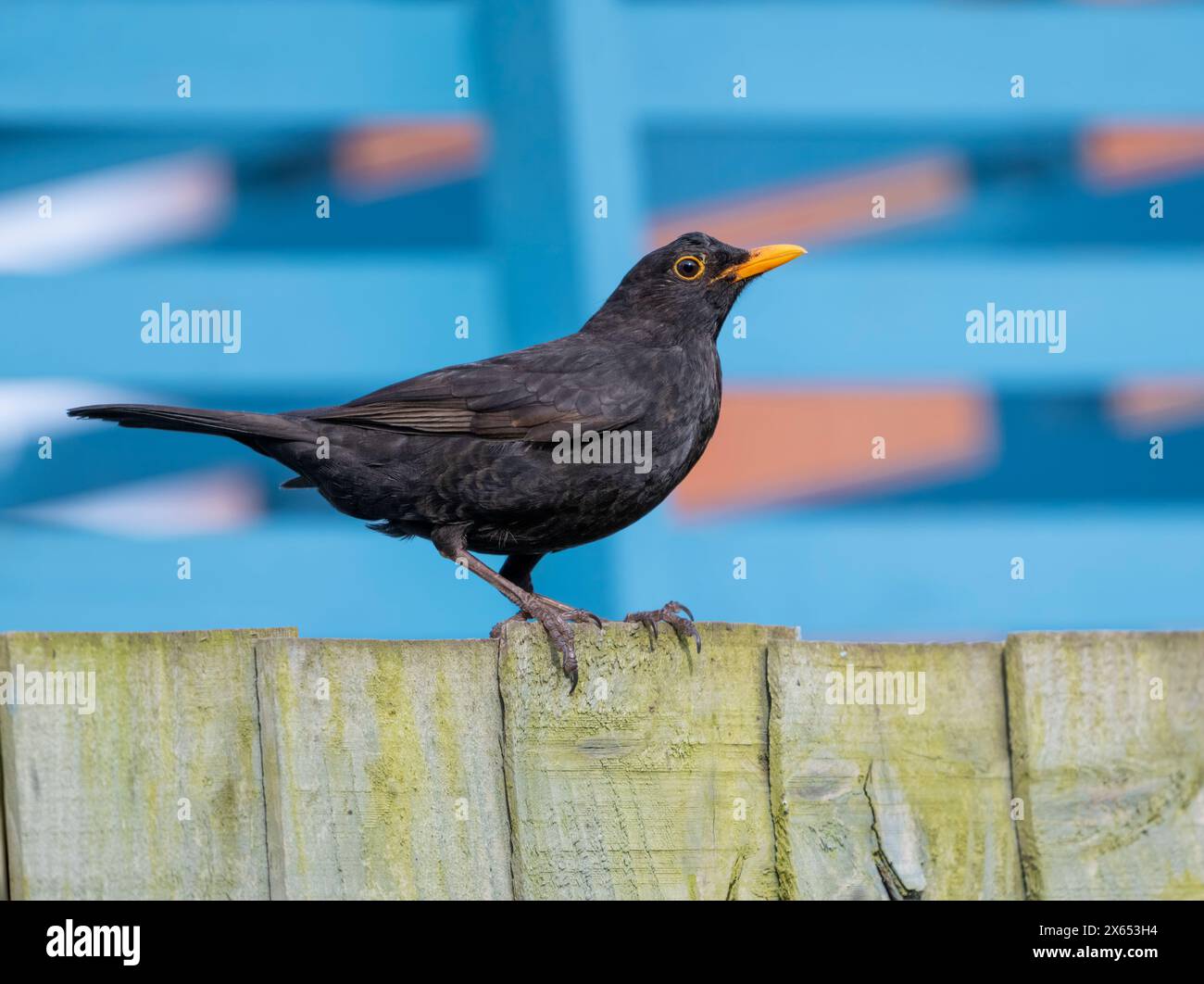 British wid birds hi-res stock photography and images - Alamy
