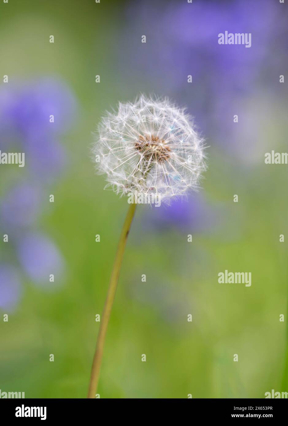 Seed head of Dandelion (Taraxacum officinale) often called a Dandelion ...
