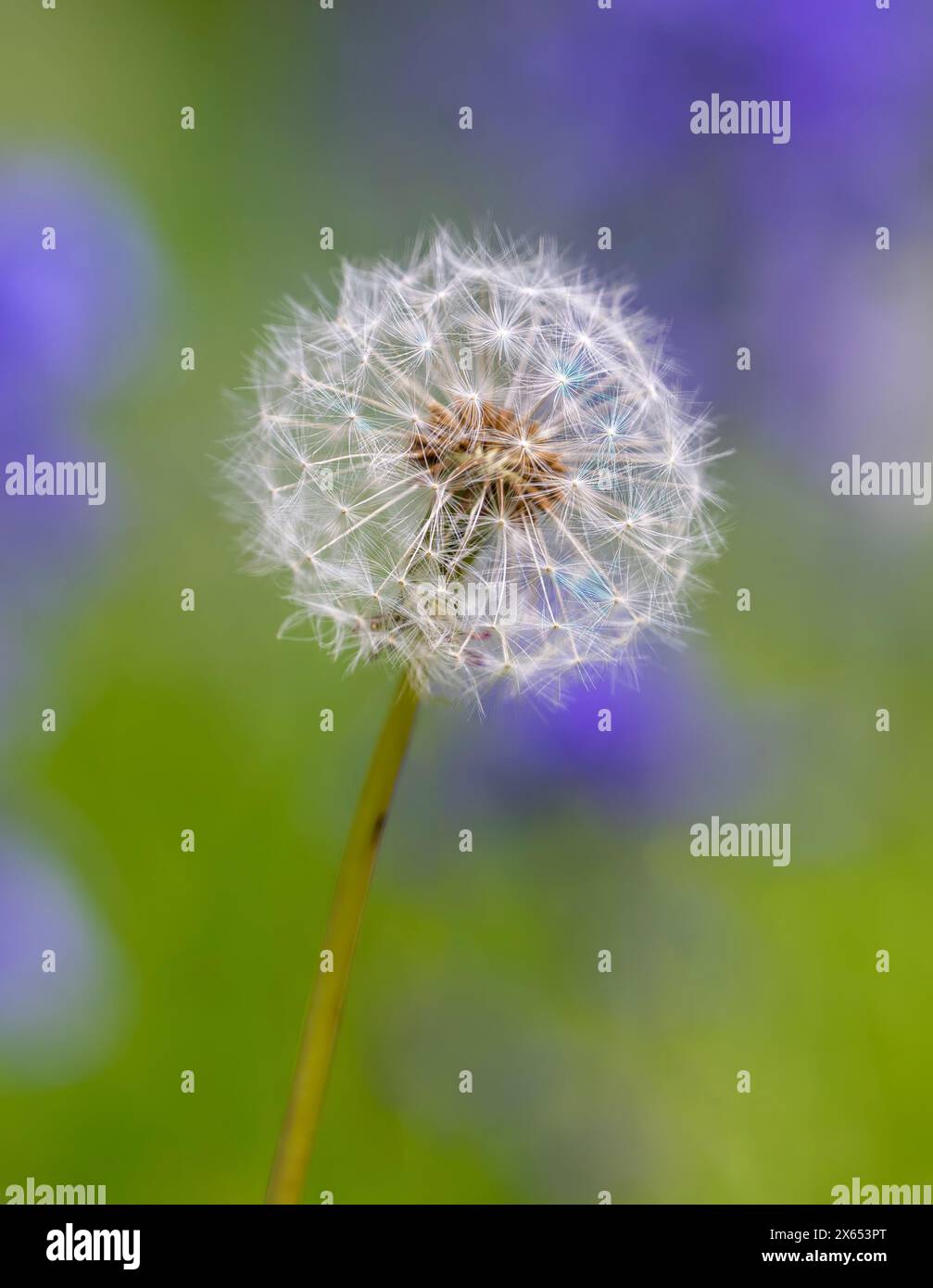 Seed head of Dandelion (Taraxacum officinale) often called a Dandelion ...