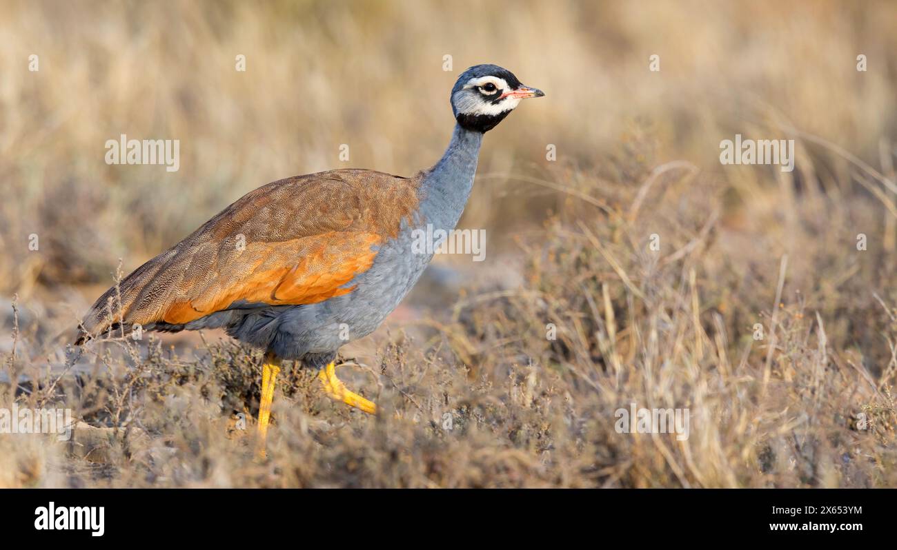 Blautrappe hi-res stock photography and images - Alamy