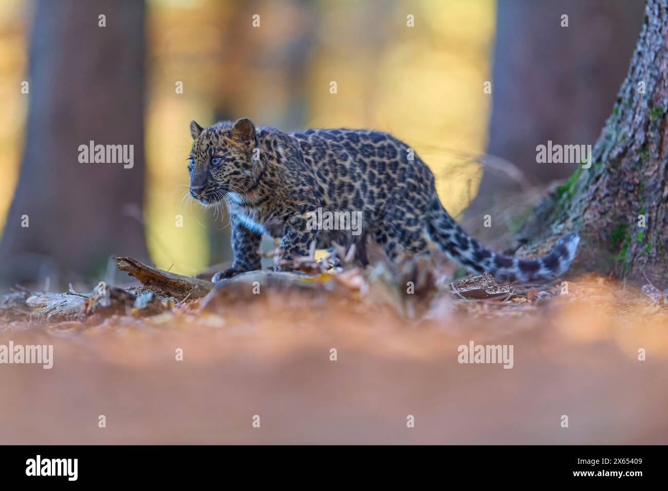 Indian leopard (Panthera pardus fusca), young animal in forest Stock ...