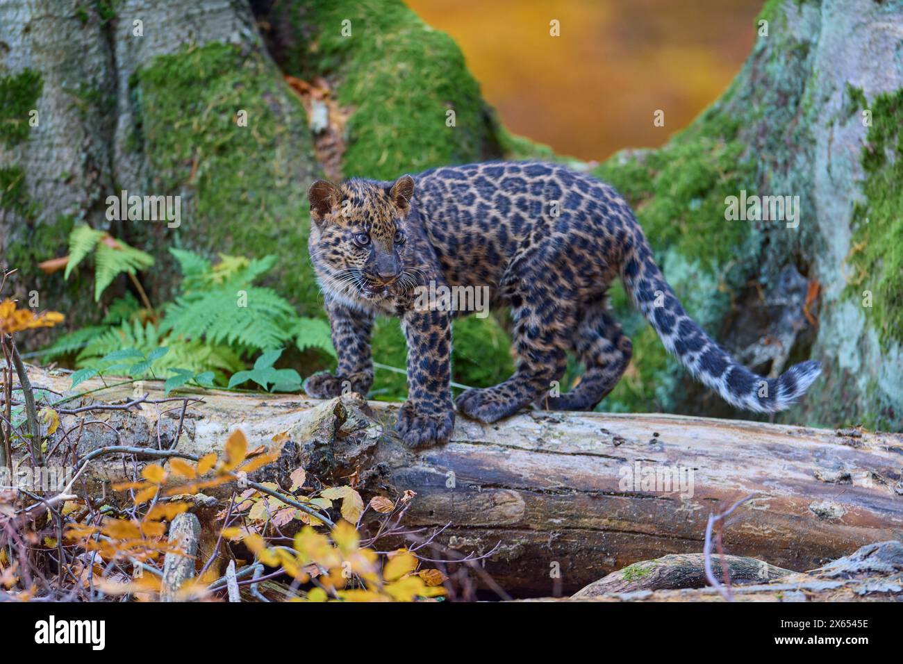 Indian leopard (Panthera pardus fusca), young animal on tree trunk ...