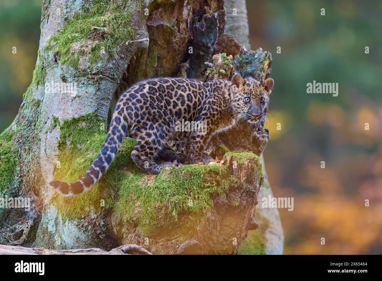 Indian leopard panthera pardus fusca young animal on tree trunk hi-res ...