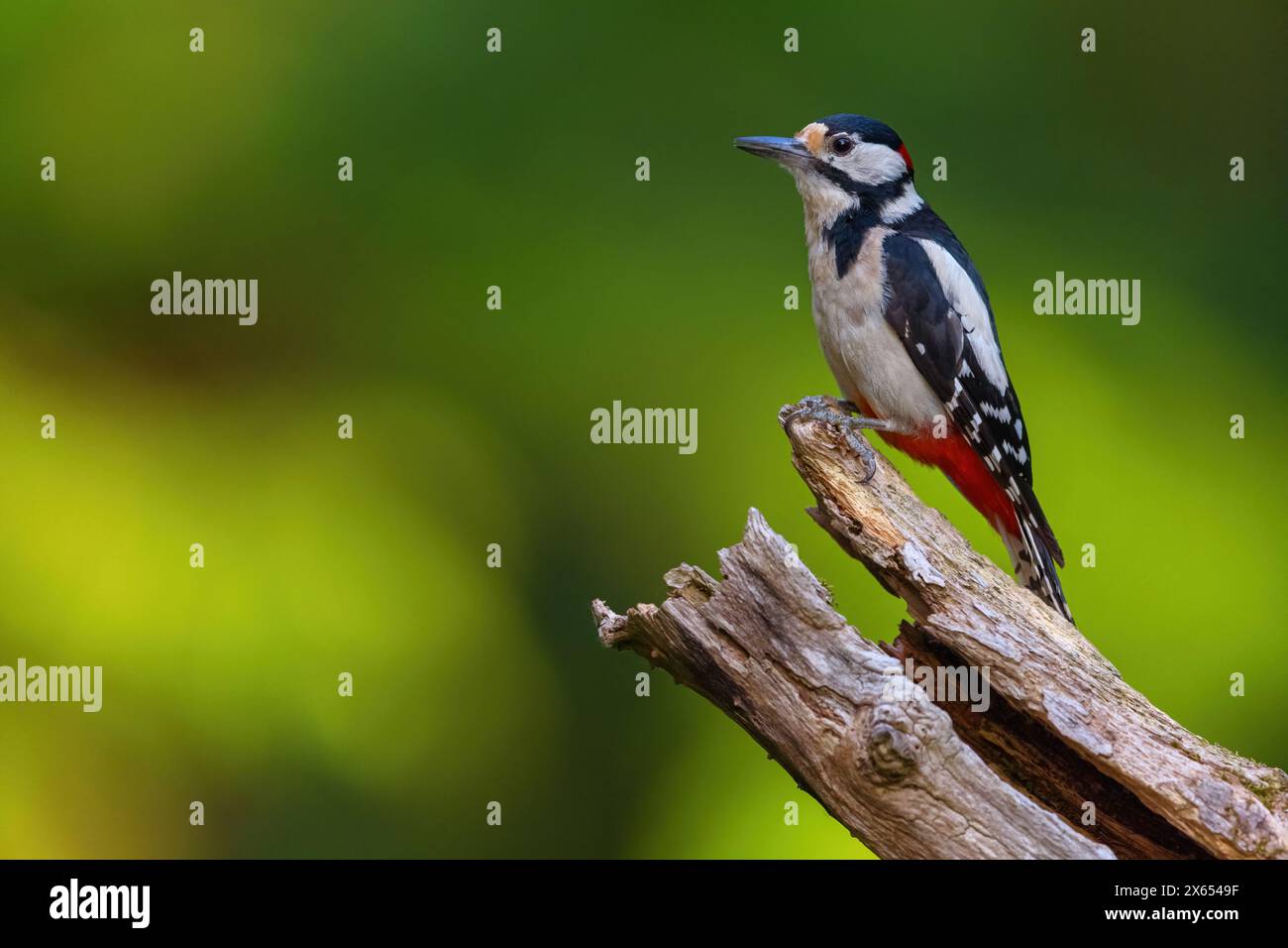 Buntspecht, Great Spotted Woodpecker, (Dendrocopos major) Picoides major, Pic Èpeiche, Pico ...