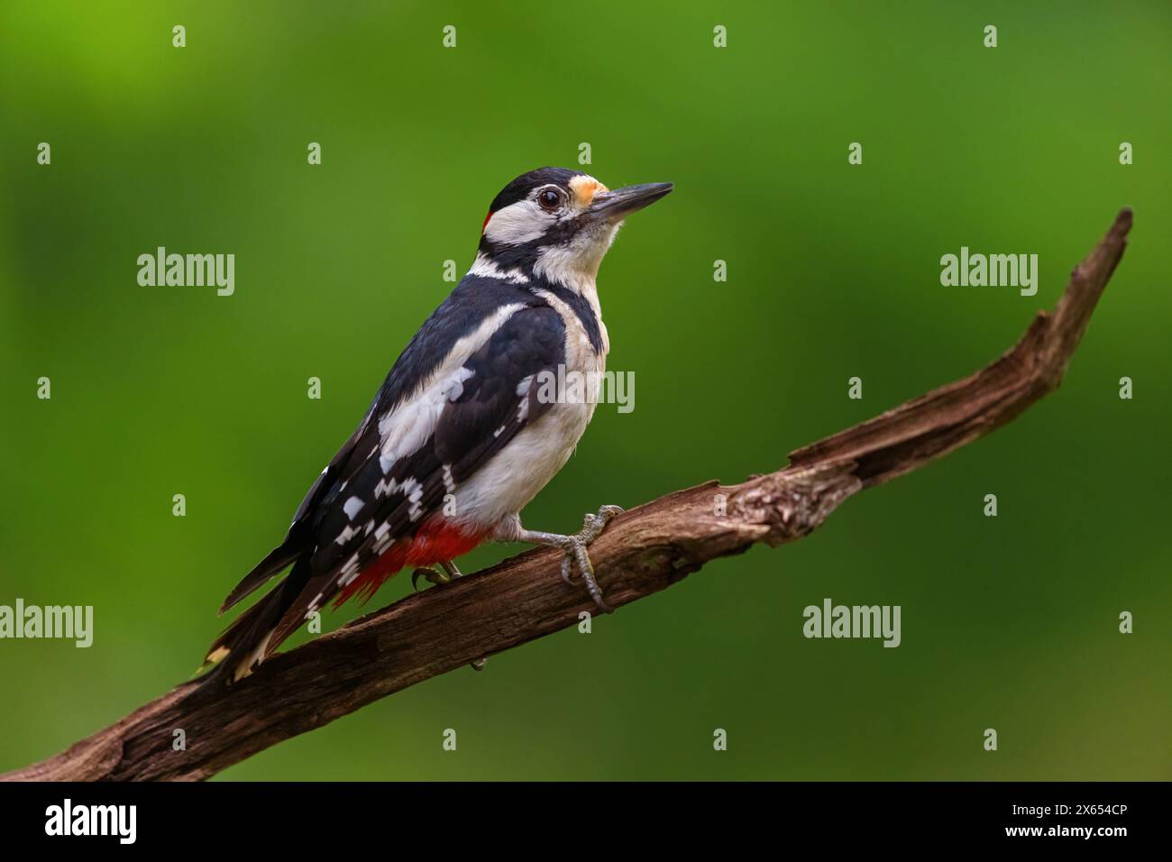 Buntspecht, Great Spotted Woodpecker, (Dendrocopos major) Picoides major, Pic Èpeiche, Pico ...