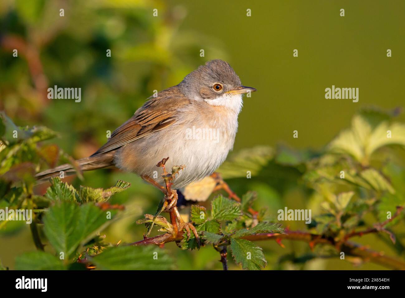 Dorngrasmücke, Common Whitethroat, Whitethroat, (Sylvia communis), Fauvette grisette, Curruca ...