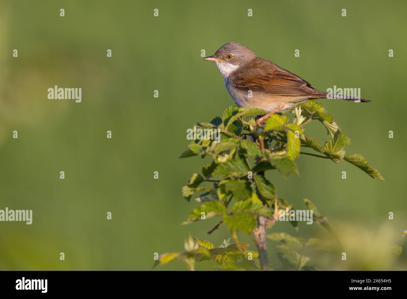 Fauvette grisette sylvia communis hi-res stock photography and images - Alamy