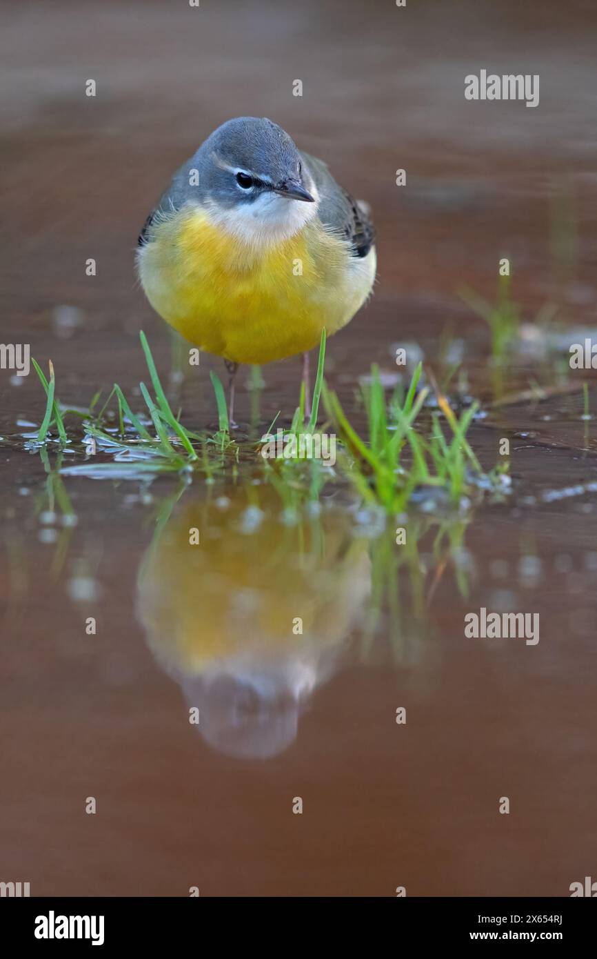 Gebirgsstelze, Bergstelze, Grey Wagtail, Gray Wagtail, (Motacilla ...
