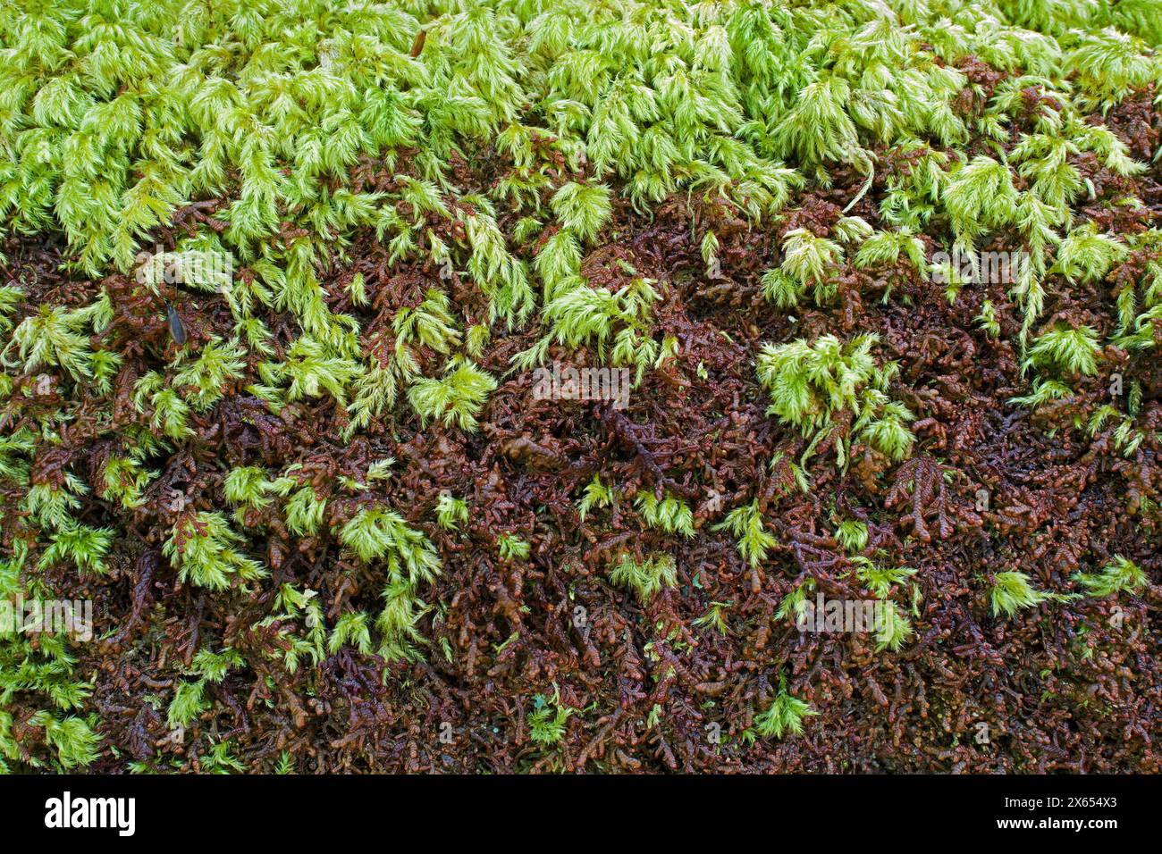 Frullania tamarisci and isothecium myosuroides hi-res stock photography ...