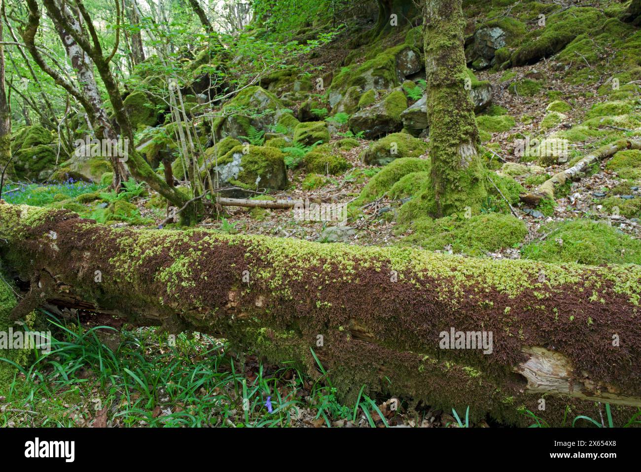 Slender mouse tail moss hi-res stock photography and images - Alamy