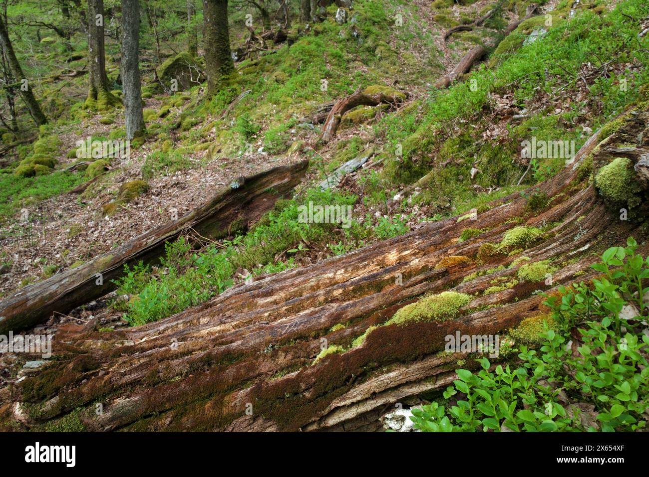 Rottting logs in celtic rainforest hi-res stock photography and images ...