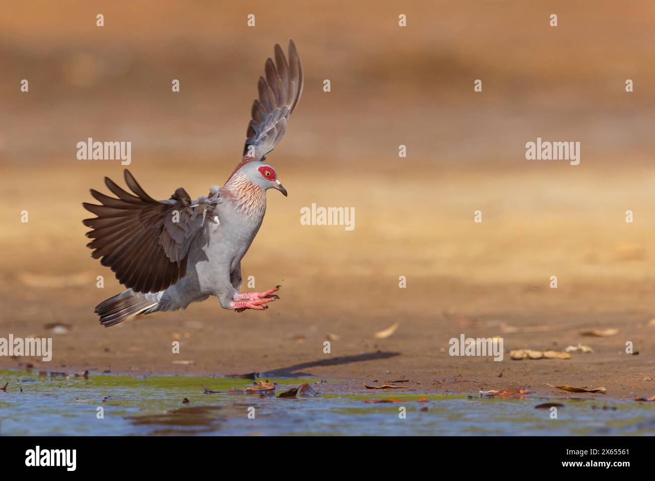 Afrika, Gambia, Guineataube, Speckled Pigeon, (Columba guinea), Pigeon ...