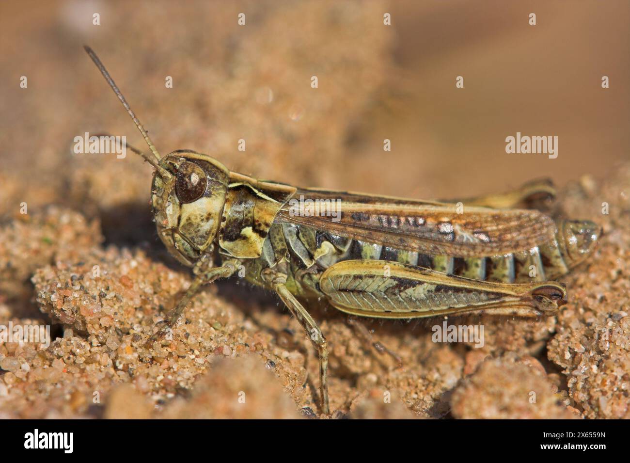 Heuschrecken hi-res stock photography and images - Alamy