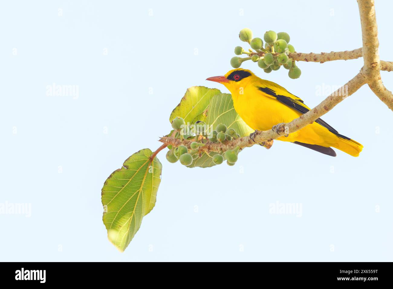 Goldpirol, Schwarzohrpirol, Oriolus auratus, African Golden Oriole ...