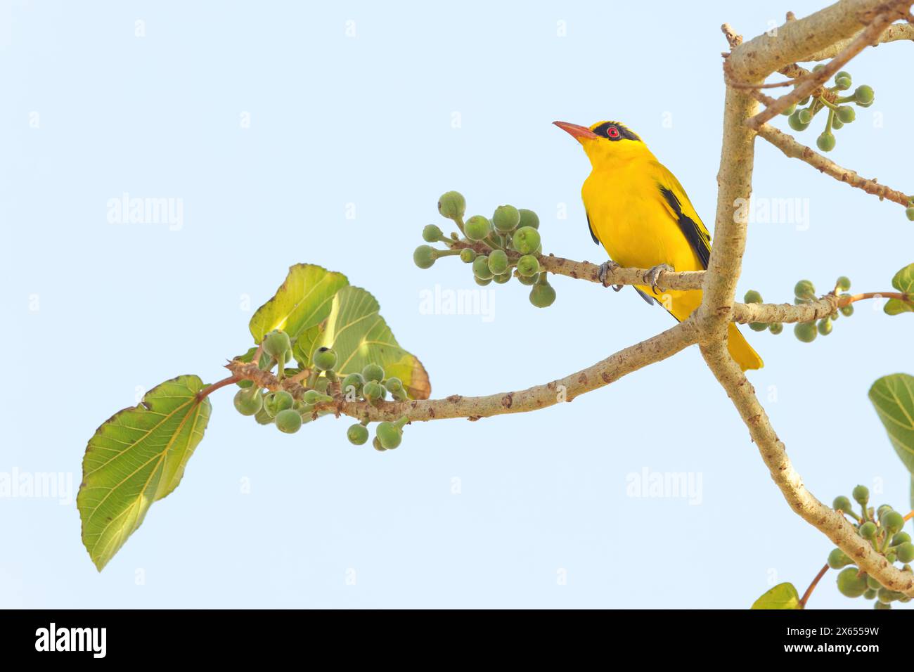 Goldpirol, Schwarzohrpirol, Oriolus auratus, African Golden Oriole ...