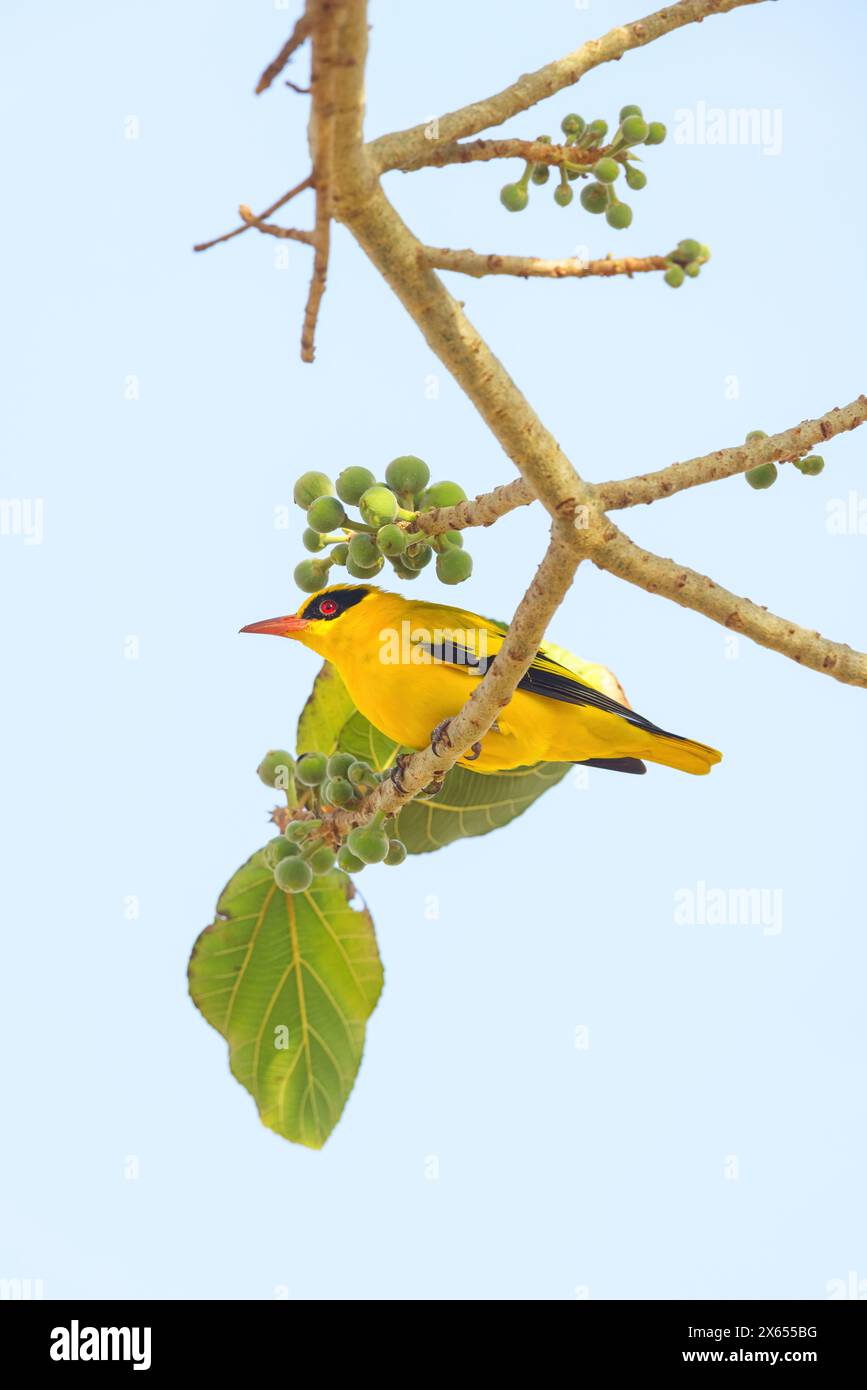 Goldpirol, Schwarzohrpirol, Oriolus auratus, African Golden Oriole ...