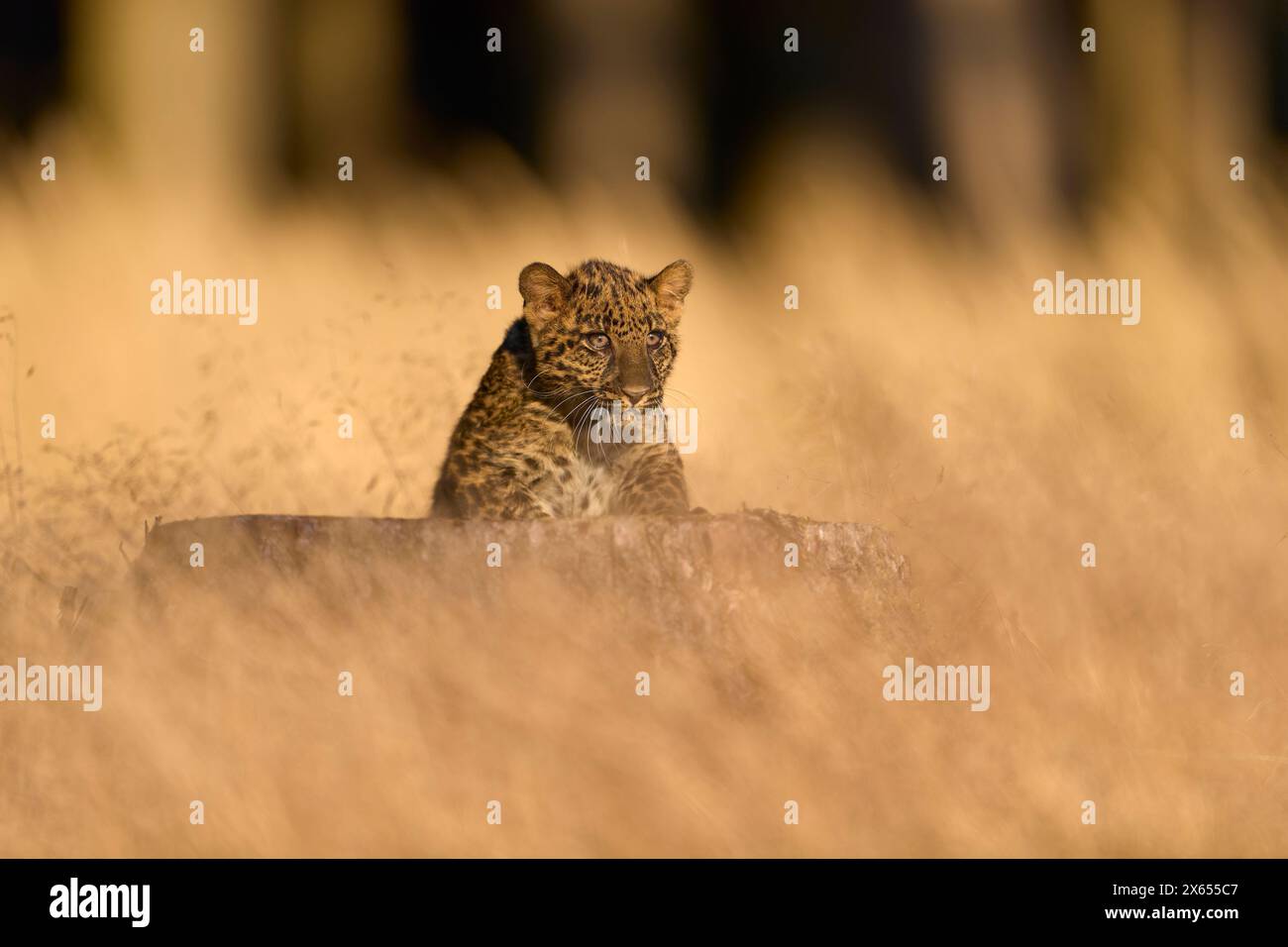 Indian leopard panthera pardus fusca young animal on tree trunk hi-res ...