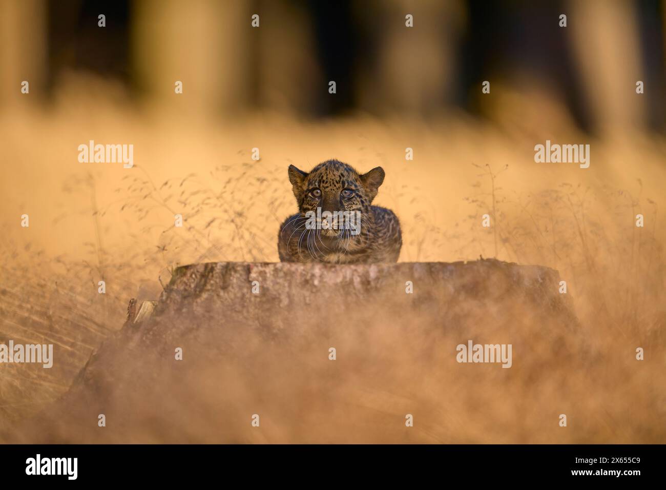 Indian leopard panthera pardus fusca young animal on tree trunk hi-res ...
