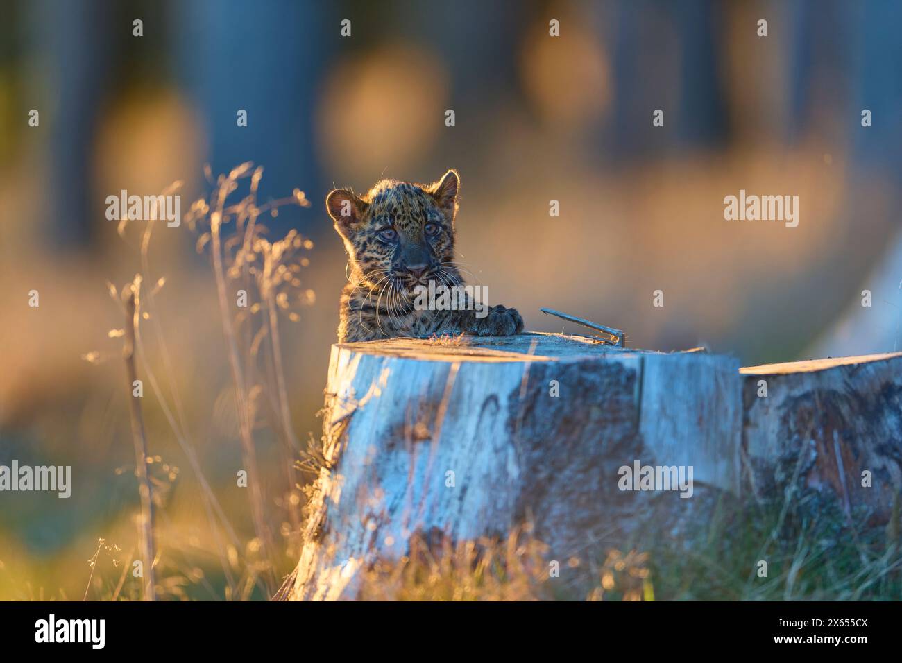 Indian leopard (Panthera pardus fusca), young animal on tree trunk in ...