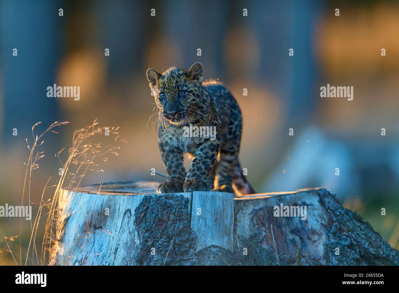 Indian leopard (Panthera pardus fusca), young animal on tree trunk in ...
