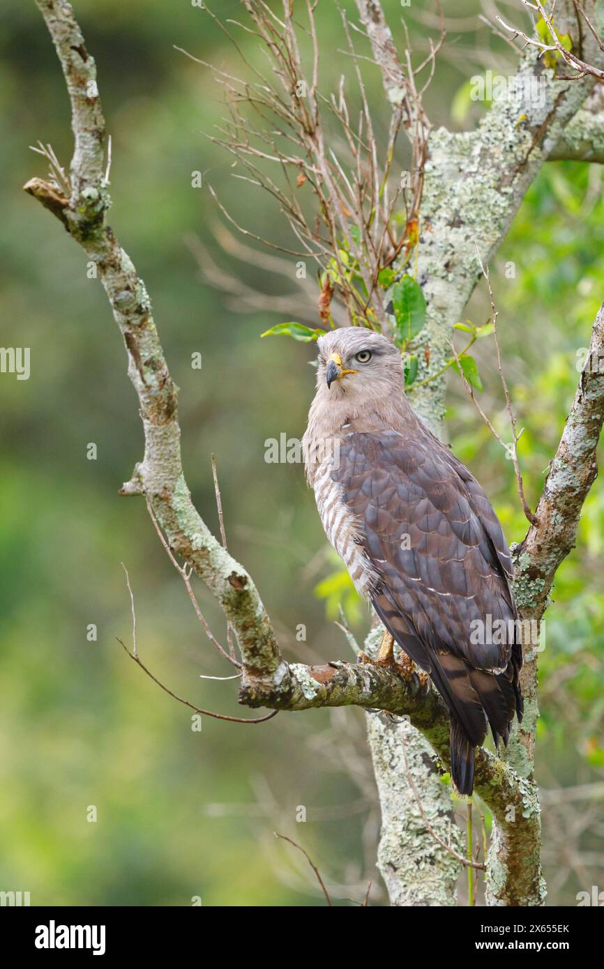 Graubrust-Schlangenadler, Fasciated Snake-Eagle, Southern Banded Snake ...