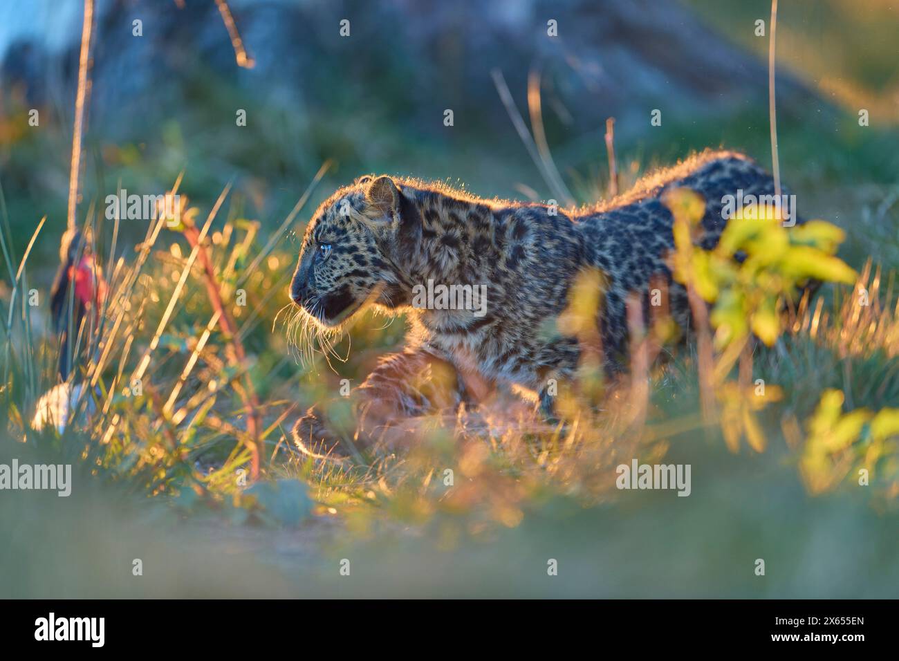 Indian leopard (Panthera pardus fusca), young animal on meadow Stock ...