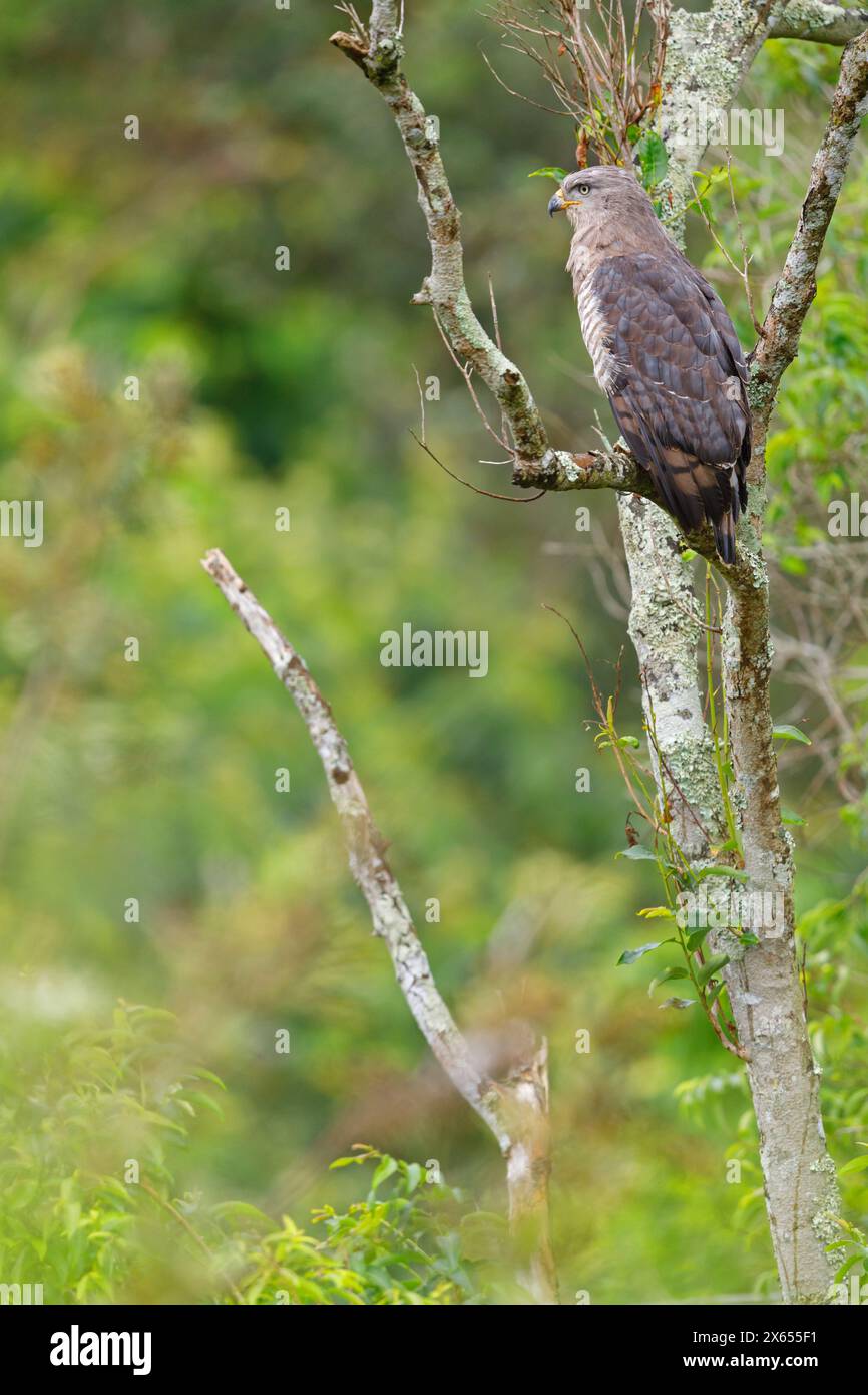 Graubrust-Schlangenadler, Fasciated Snake-Eagle, Southern Banded Snake ...