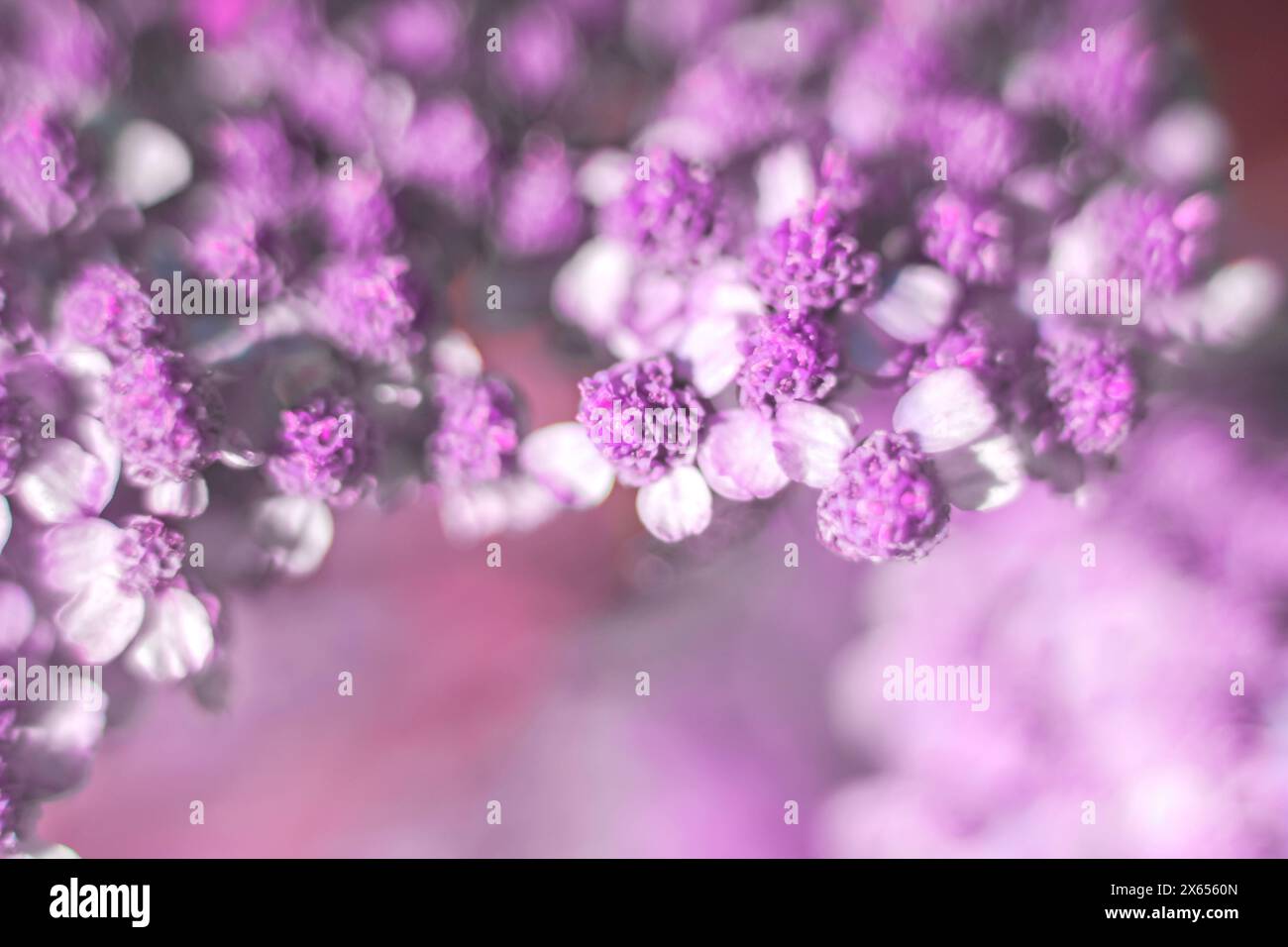 Achillea millefolium purple flowers in close-up. Medicinal herbs. Soft ...