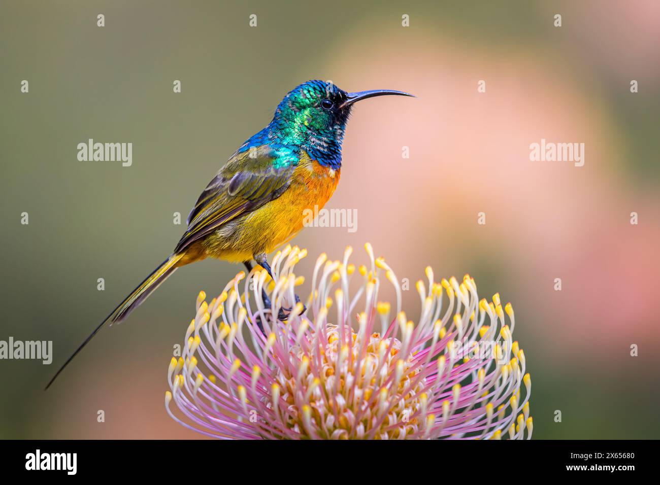 Goldbrust-Nektarvogel, Nektarvogel, (Anthobaphes violacea), Nectarinia ...