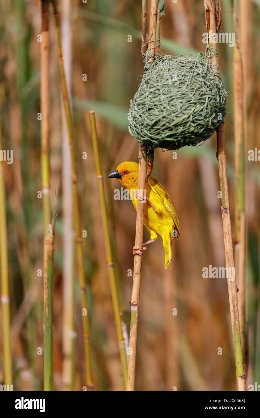 Goldweber, Webervogel, African Golden Weaver, African Golden-Weaver ...