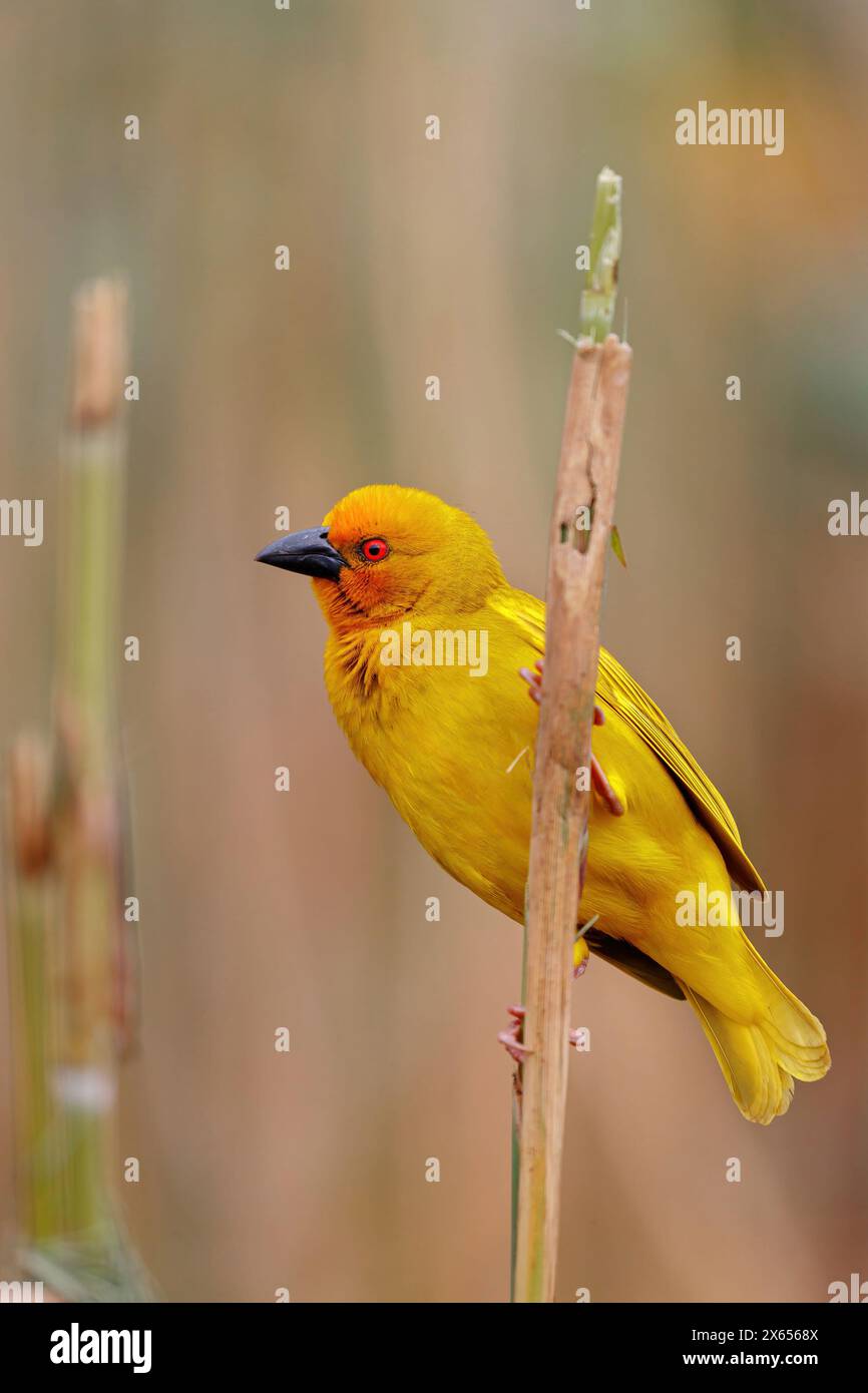 Goldweber, Webervogel, African Golden Weaver, African Golden-Weaver ...
