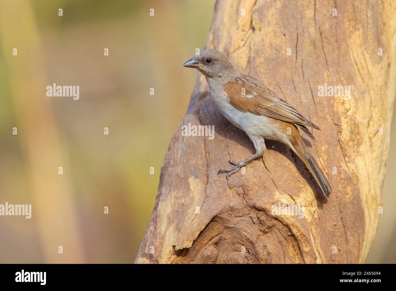 Moineau gris hi-res stock photography and images - Alamy