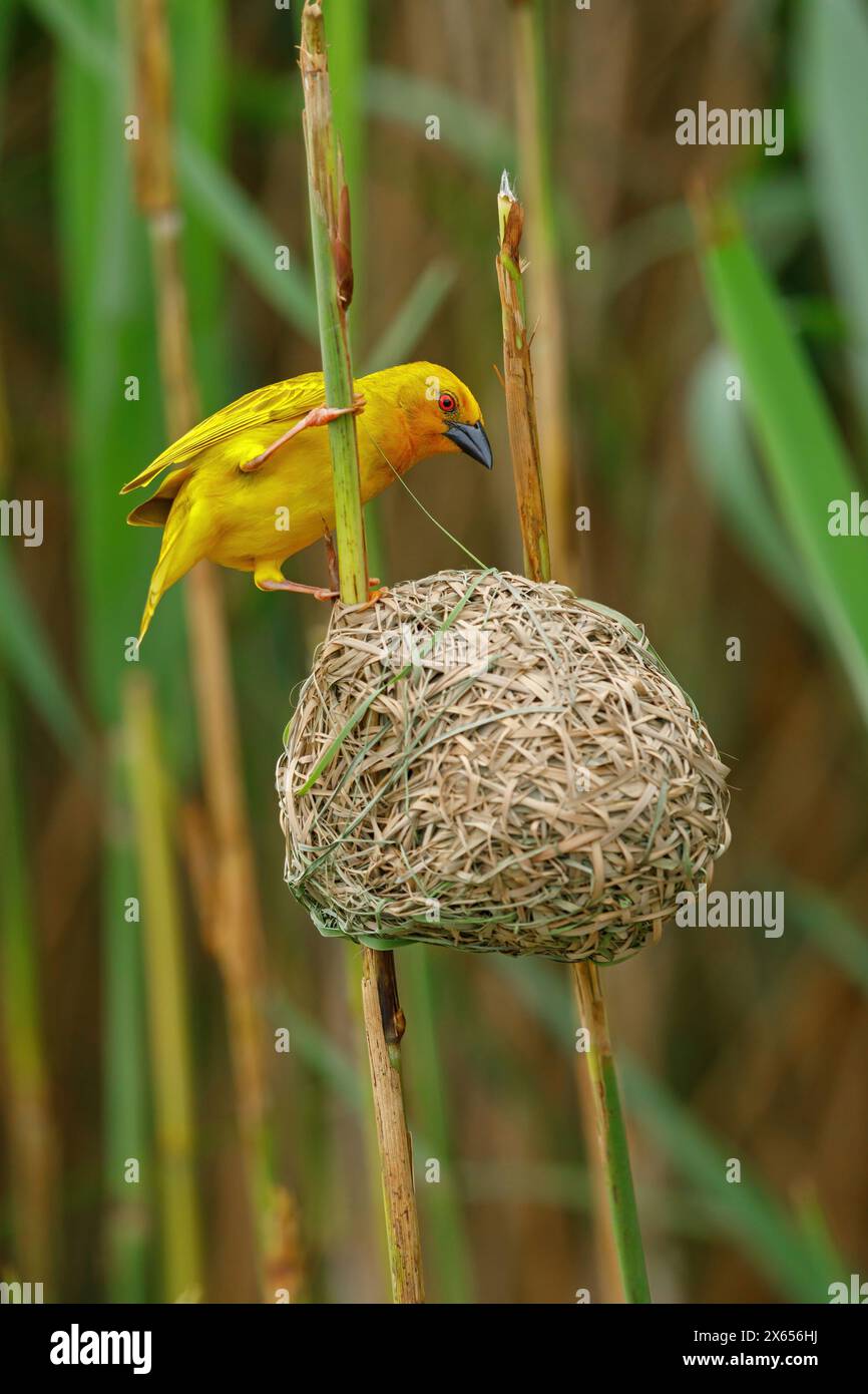 Goldweber, Webervogel, African Golden Weaver, African Golden-Weaver ...