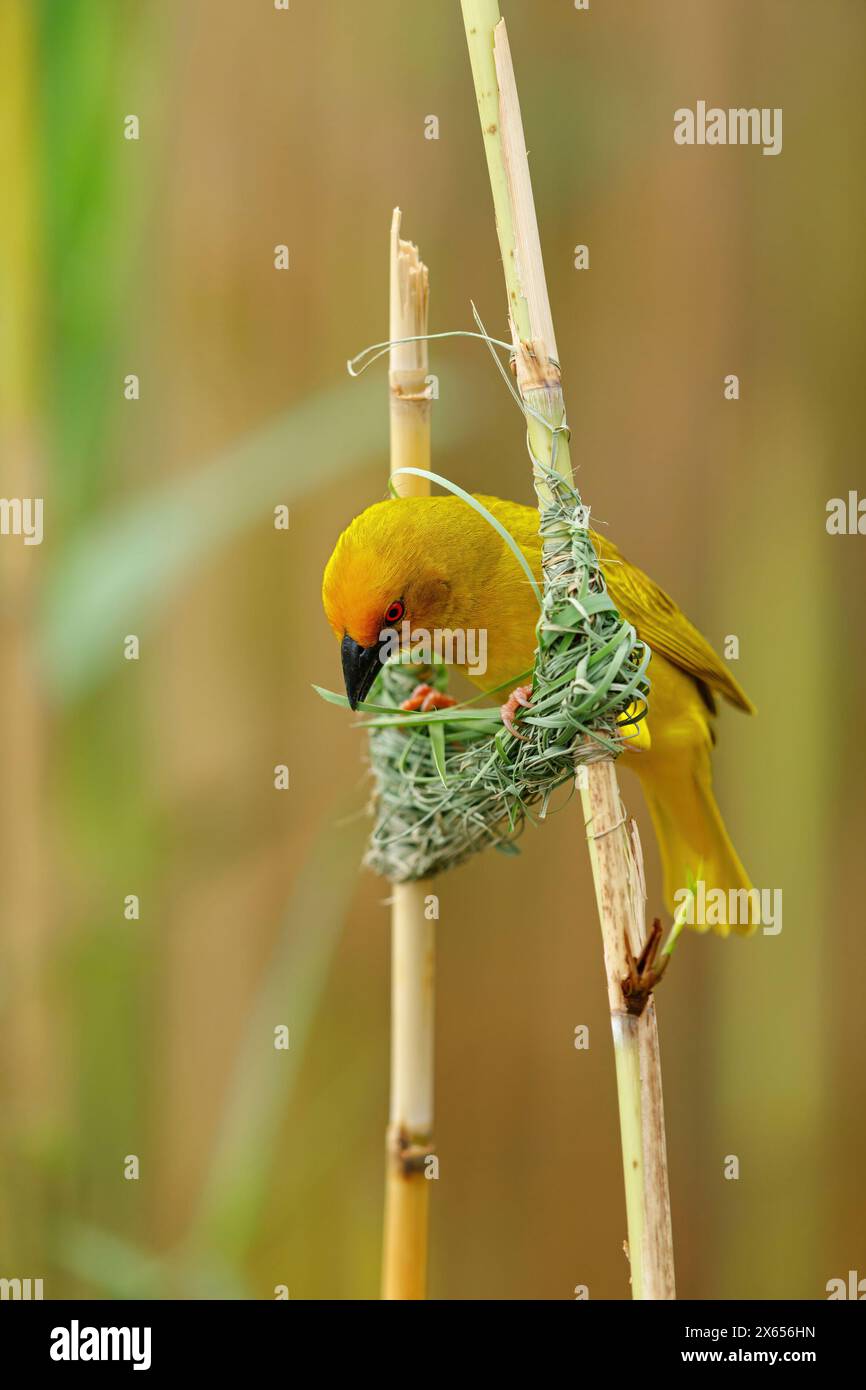 Goldweber, Webervogel, African Golden Weaver, African Golden-Weaver ...