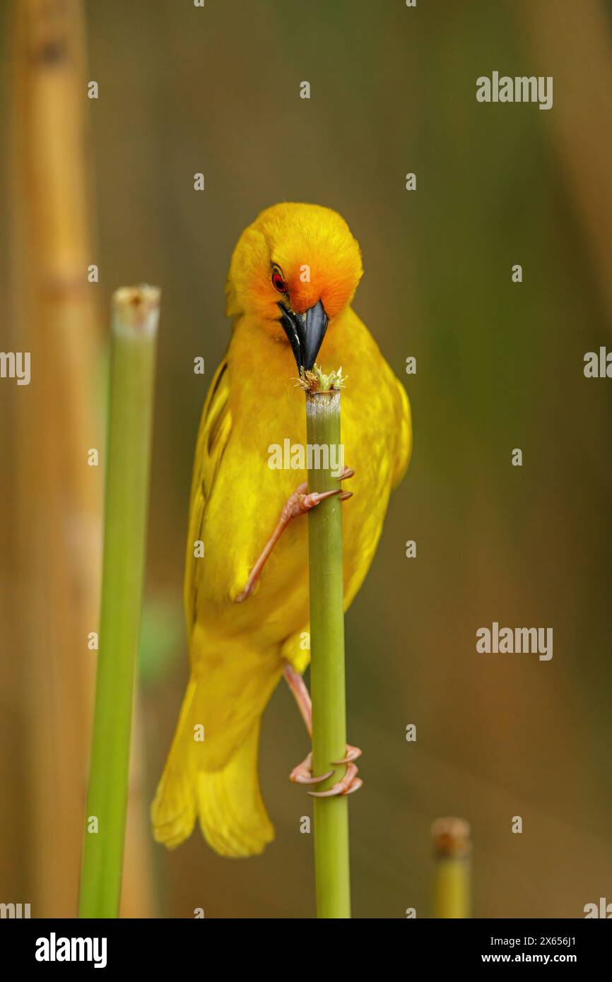 Goldweber, Webervogel, African Golden Weaver, African Golden-Weaver ...