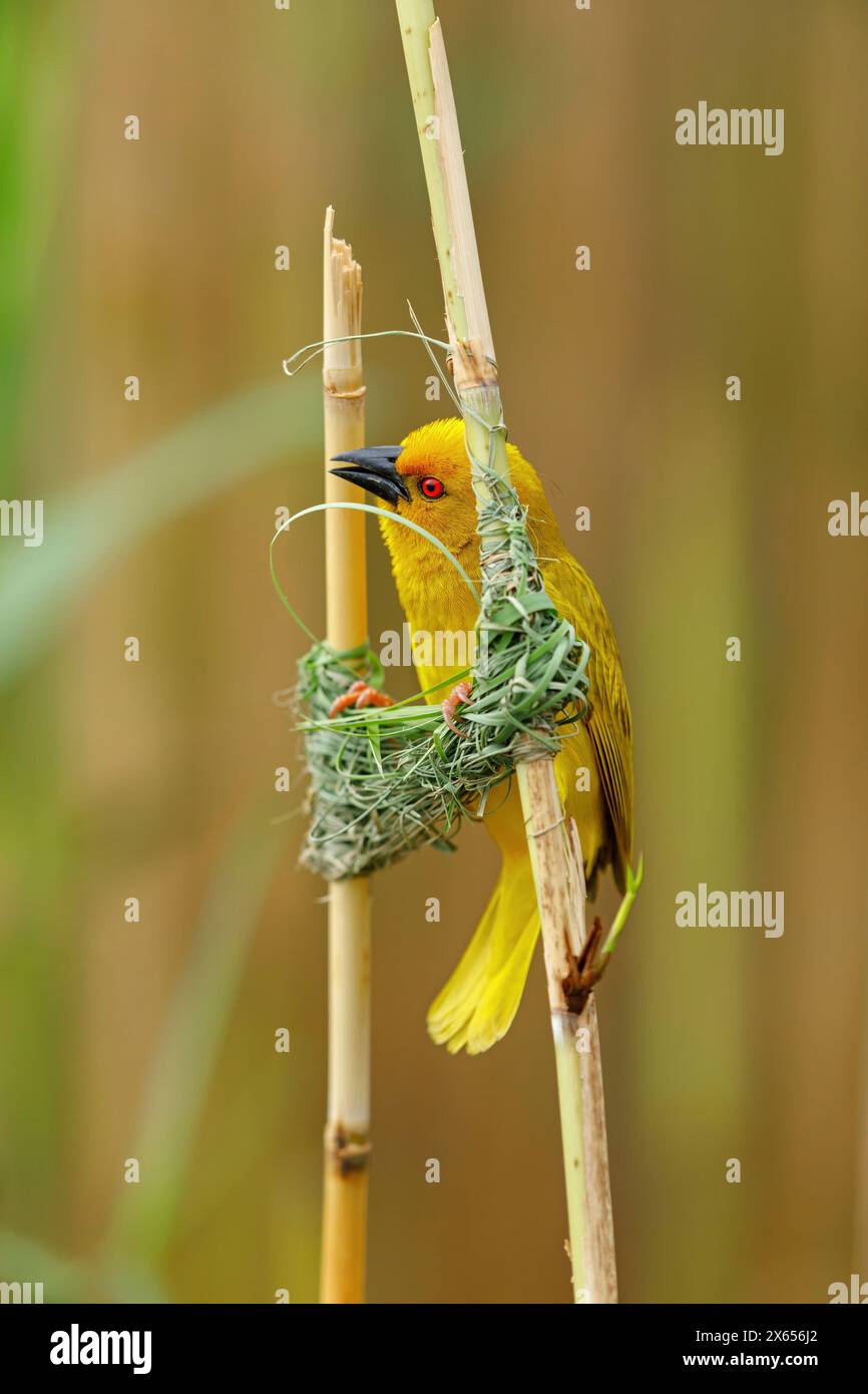 Goldweber, Webervogel, African Golden Weaver, African Golden-Weaver ...
