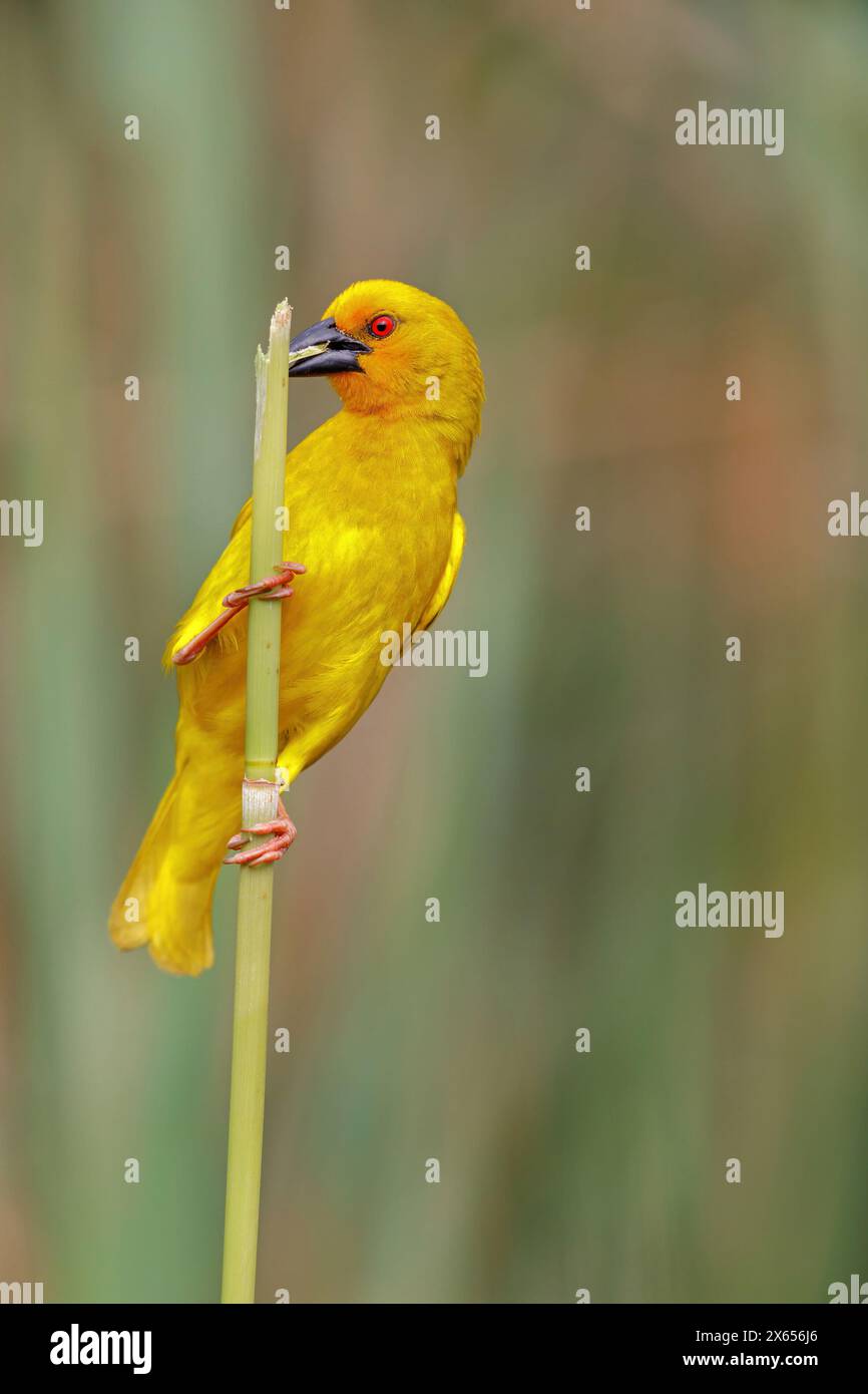 Goldweber, Webervogel, African Golden Weaver, African Golden-Weaver ...