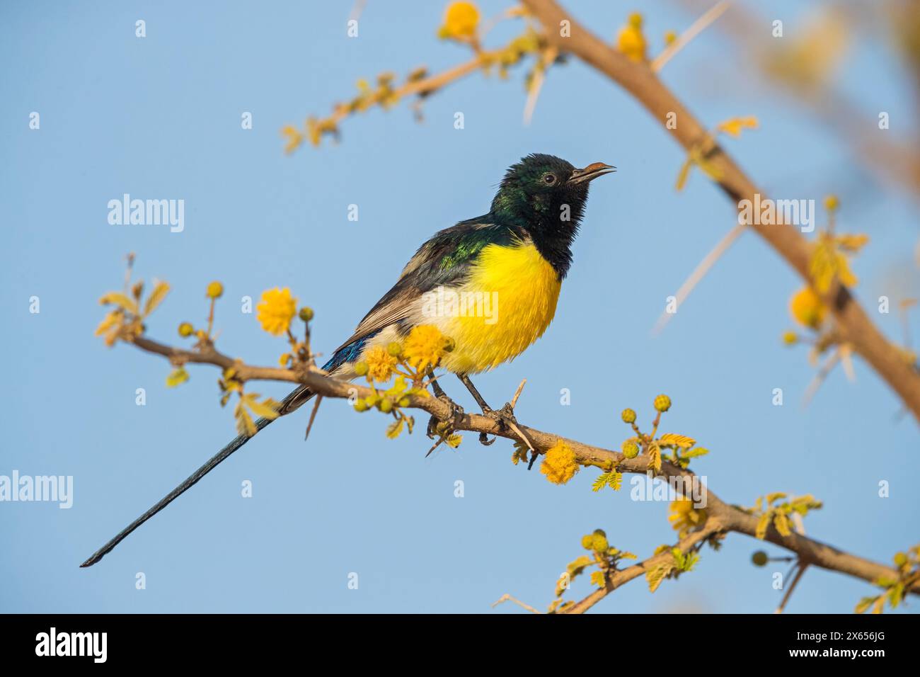 Erznektarvogel, Nile Valley Sunbird, Anthodiaeta metallica, Anthreptes ...