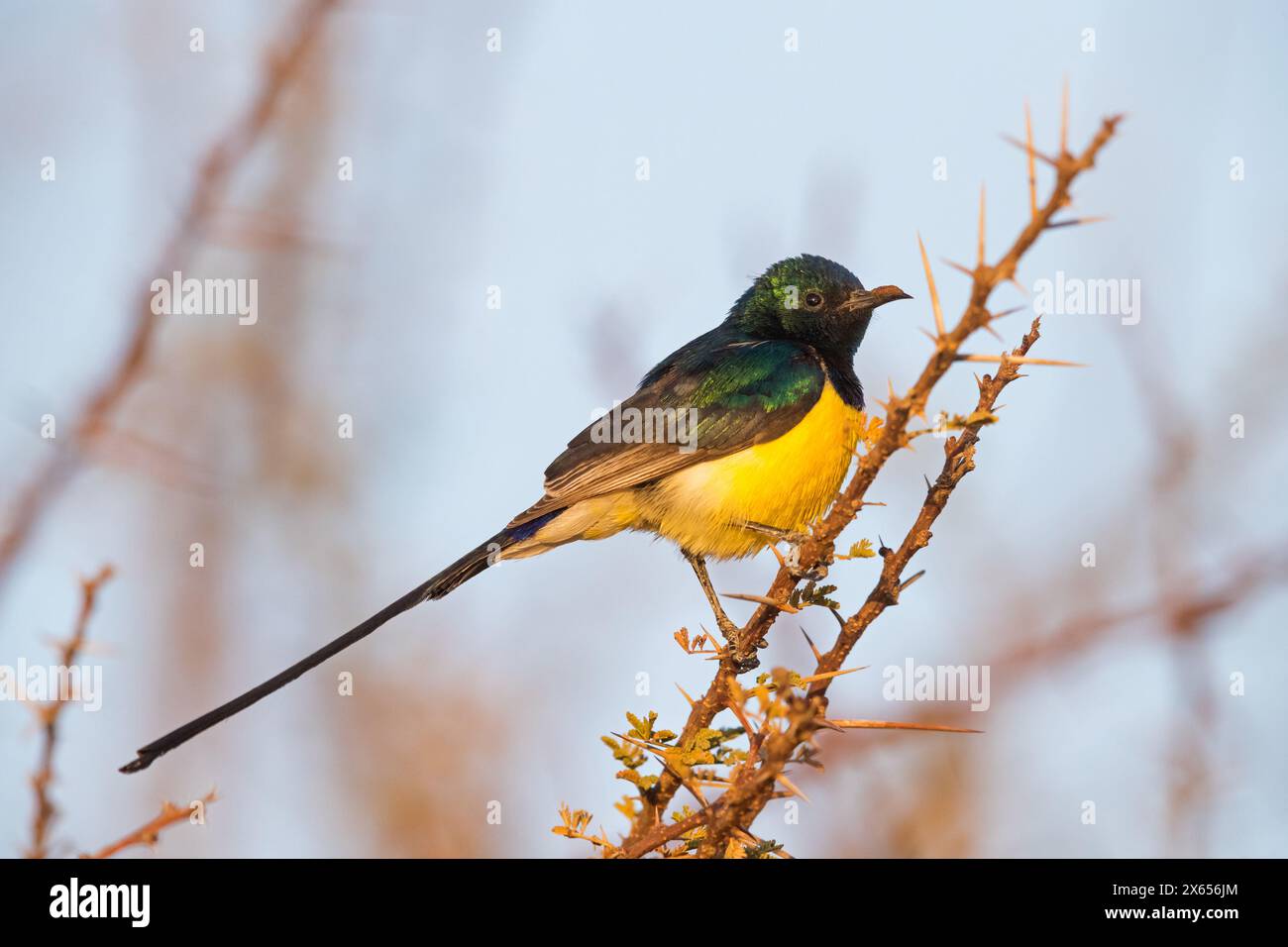 Erznektarvogel, Nile Valley Sunbird, Anthodiaeta metallica, Anthreptes ...