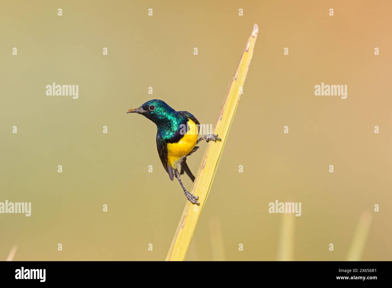 Erznektarvogel, Nile Valley Sunbird, Anthodiaeta metallica, Anthreptes ...