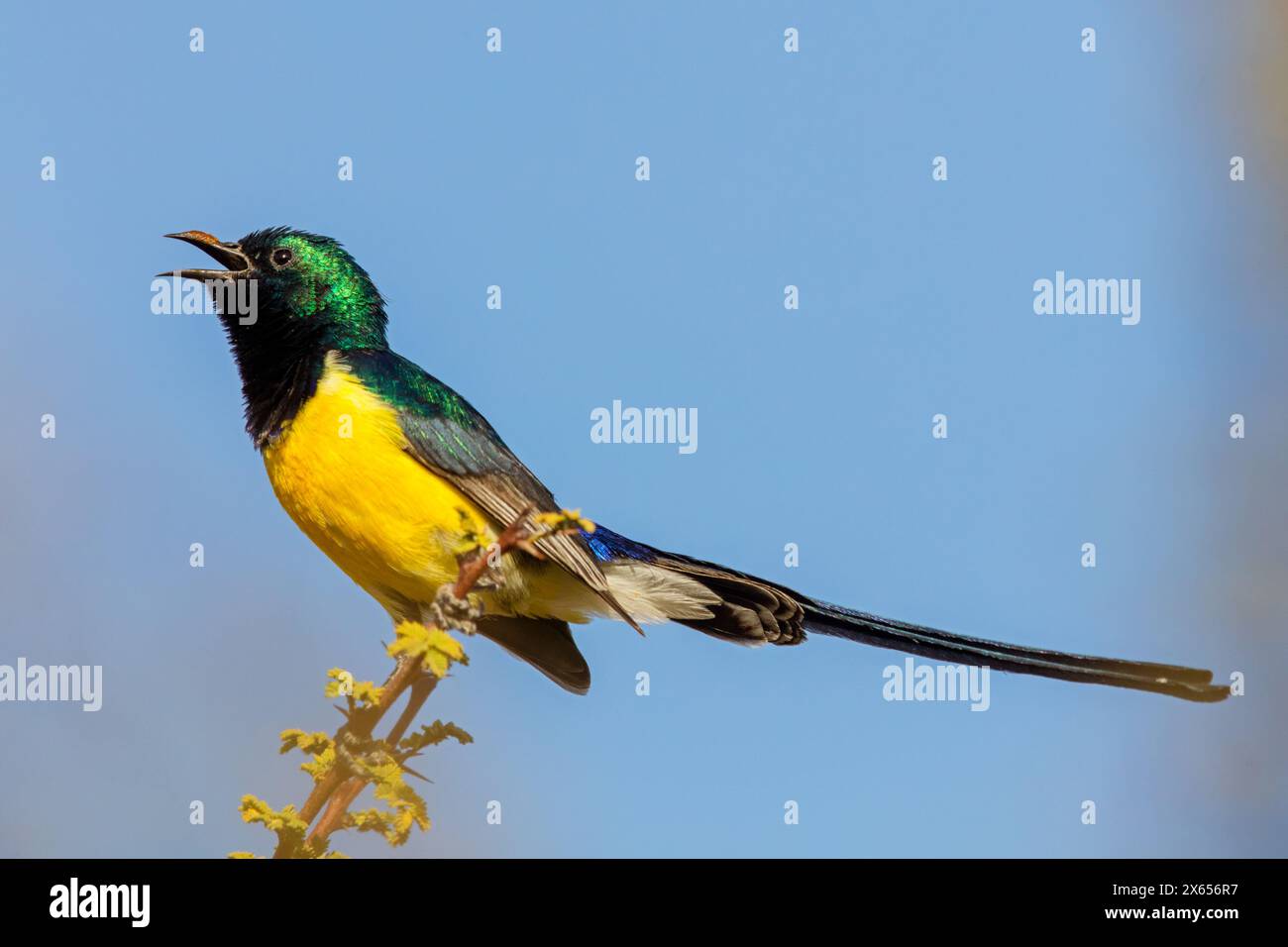 Erznektarvogel, Nile Valley Sunbird, Anthodiaeta metallica, Anthreptes ...